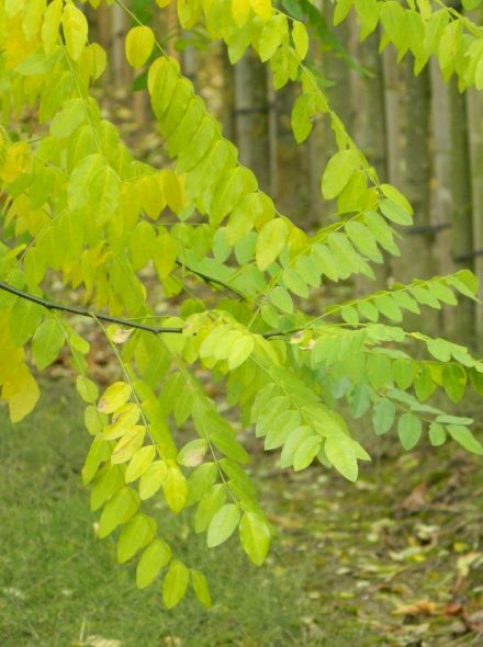 Sophora 'Little Baby' - Dwerghoningboom | De Tuinen van Appeltern