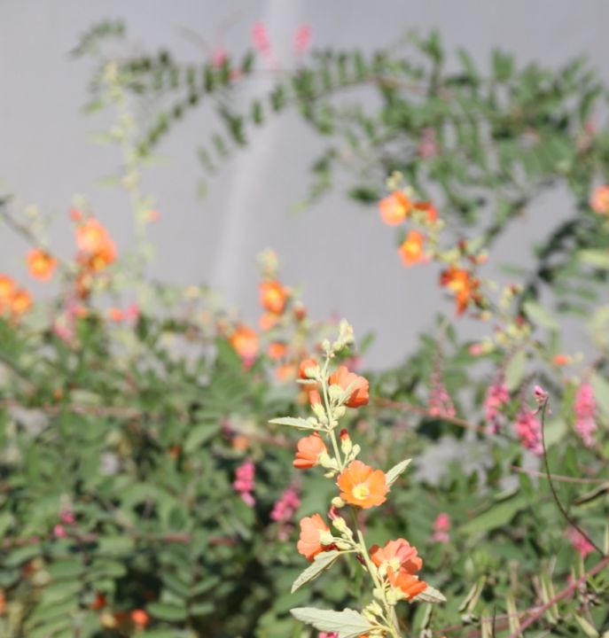 Sphaeralcea incana - Knotsmalva | De Tuinen van Appeltern