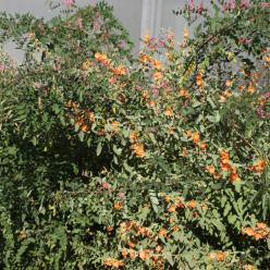 Indigofera splendens - Indigostruik | De Tuinen van Appeltern