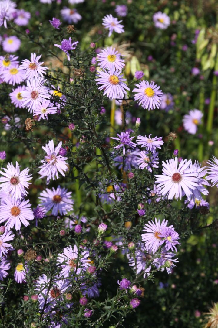 Aster laevis 'Arcturus' - Aster | De Tuinen van Appeltern