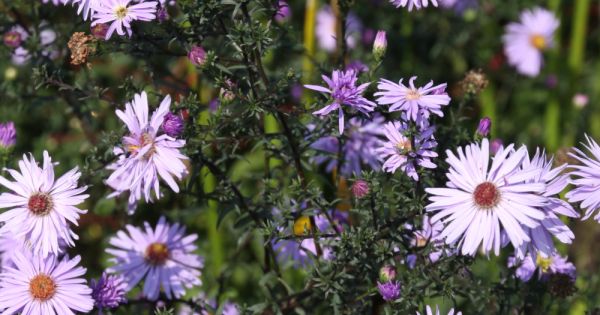 Aster laevis 'Arcturus' - Aster | De Tuinen van Appeltern