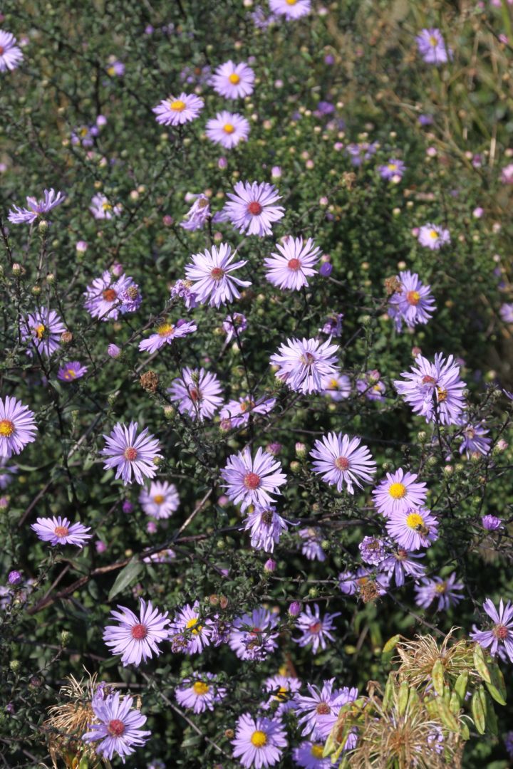 Aster laevis 'Arcturus' - Aster | De Tuinen van Appeltern