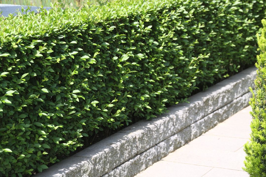 Ligustrum vulgare - Gewone of wilde liguster | De Tuinen van Appeltern