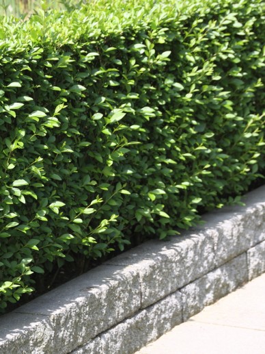 Ligustrum vulgare - Gewone of wilde liguster | De Tuinen van Appeltern