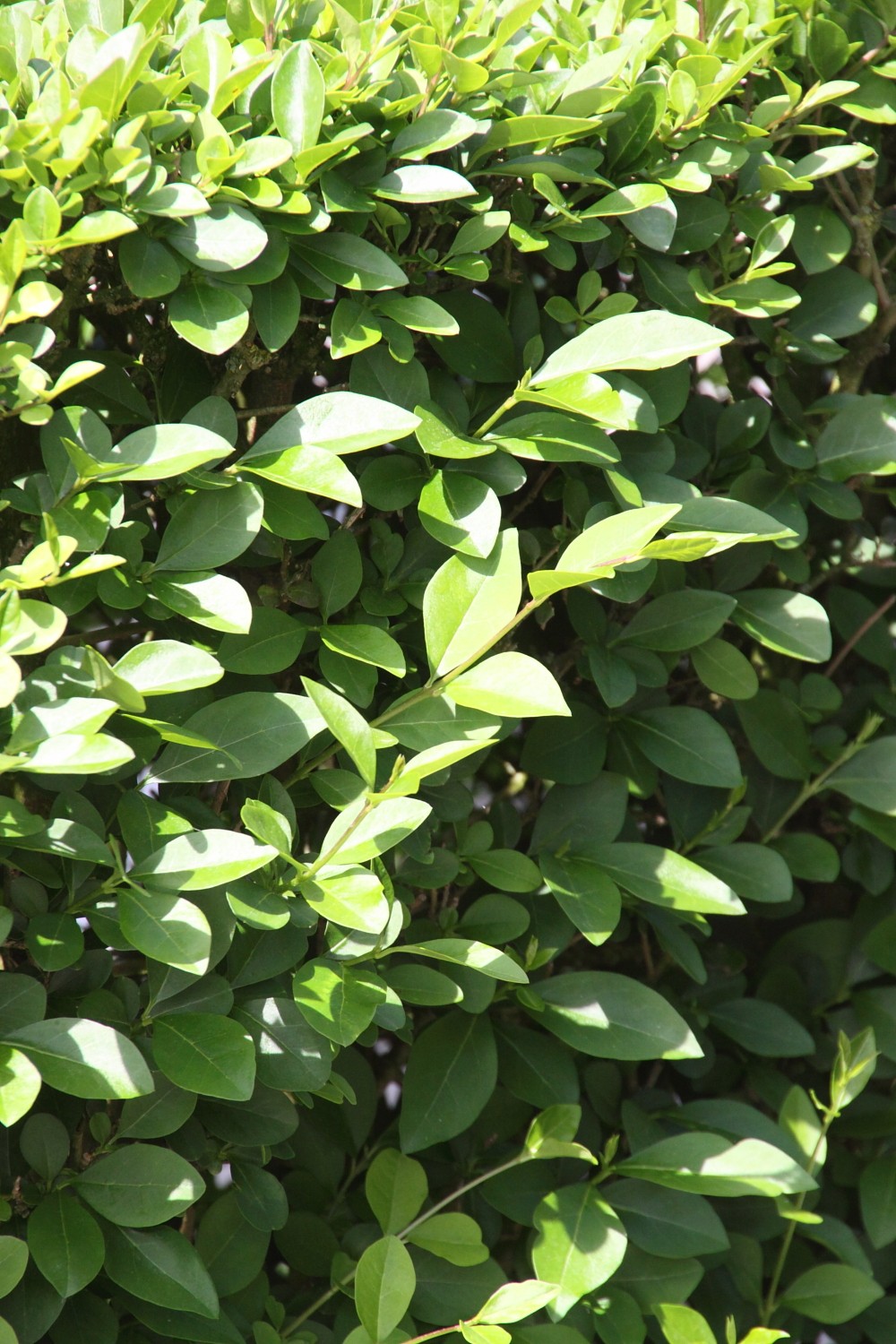 Ligustrum vulgare - Gewone of wilde liguster - De Tuinen van Appeltern