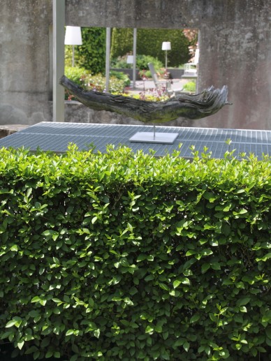 Ligustrum vulgare - Gewone of wilde liguster | De Tuinen van Appeltern