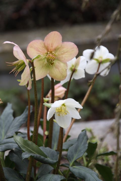 Helleborus niger - Kerstroos | De Tuinen van Appeltern