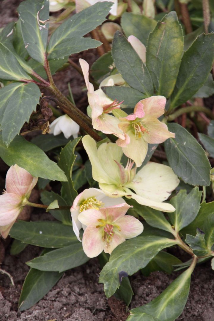 Helleborus niger - Kerstroos | De Tuinen van Appeltern