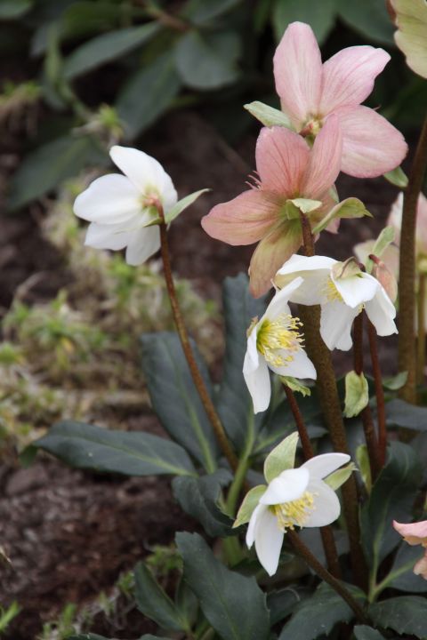 Helleborus niger - Kerstroos | De Tuinen van Appeltern