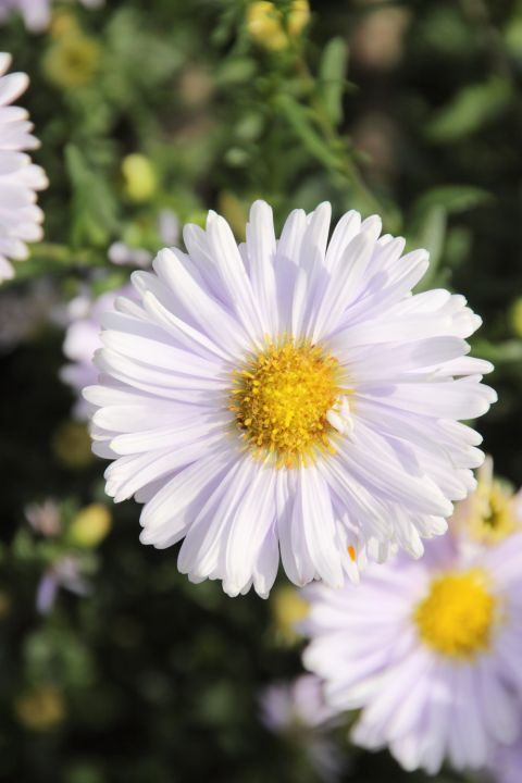 Aster novi-belgii 'Porzellan' - Herfstaster | De Tuinen van Appeltern