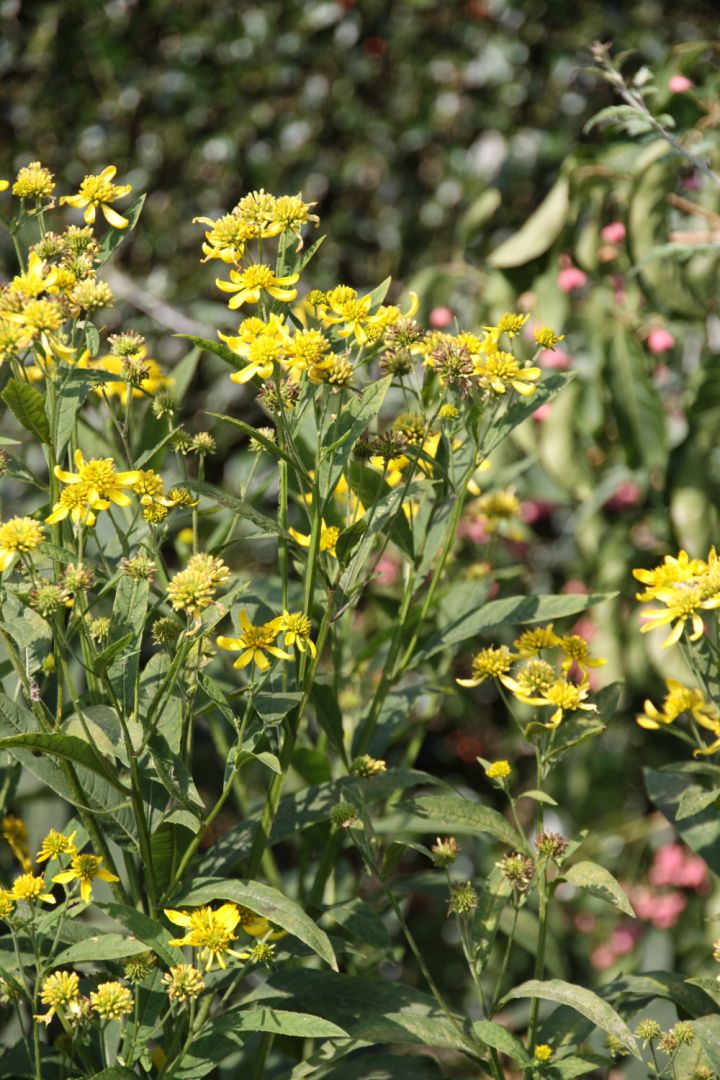 Verbesina alternifolia - Verbesina | De Tuinen van Appeltern