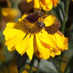 Helenium 'El Dorado' - Zonnekruid | De Tuinen van Appeltern