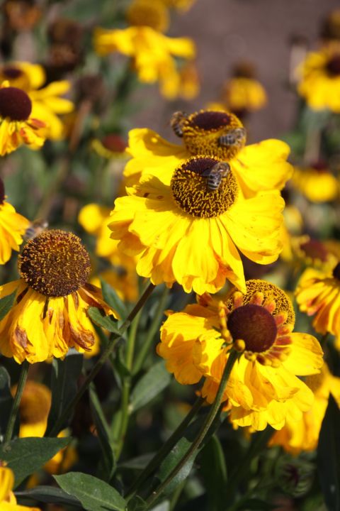 Helenium 'El Dorado' - Zonnekruid | De Tuinen van Appeltern