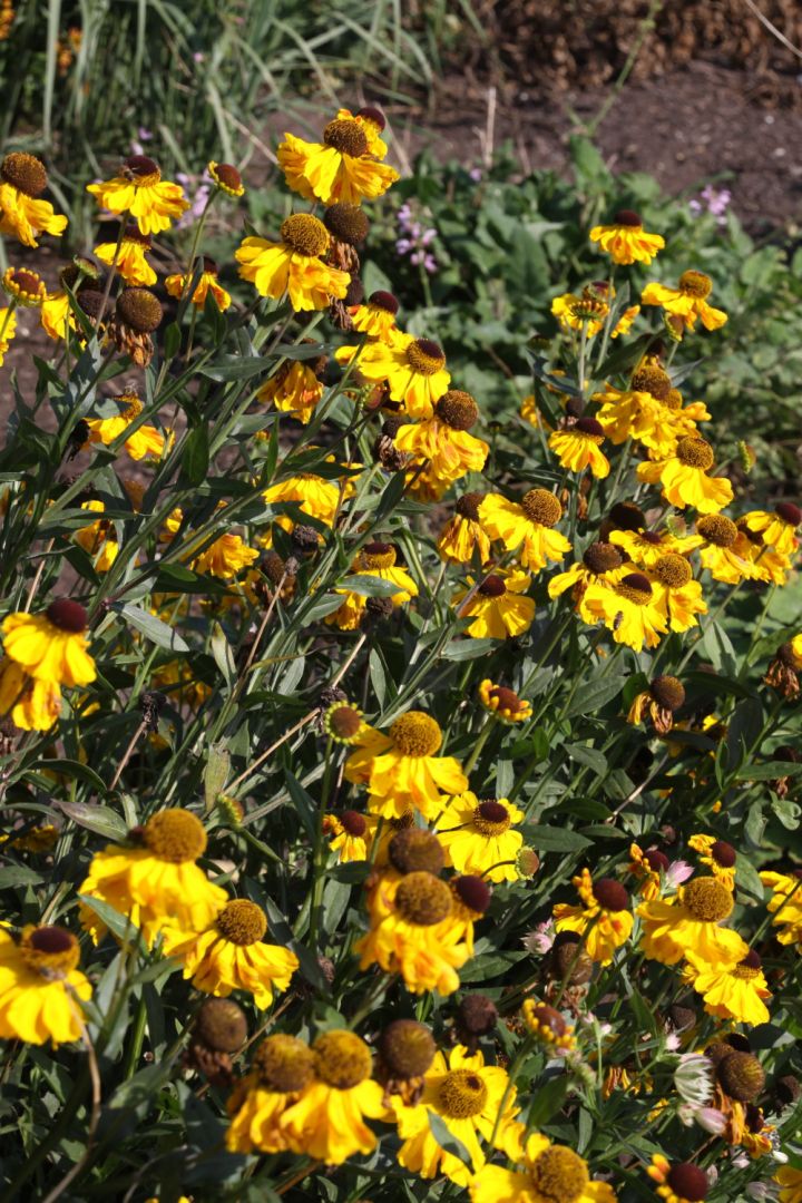 Helenium 'El Dorado' - Zonnekruid | De Tuinen van Appeltern