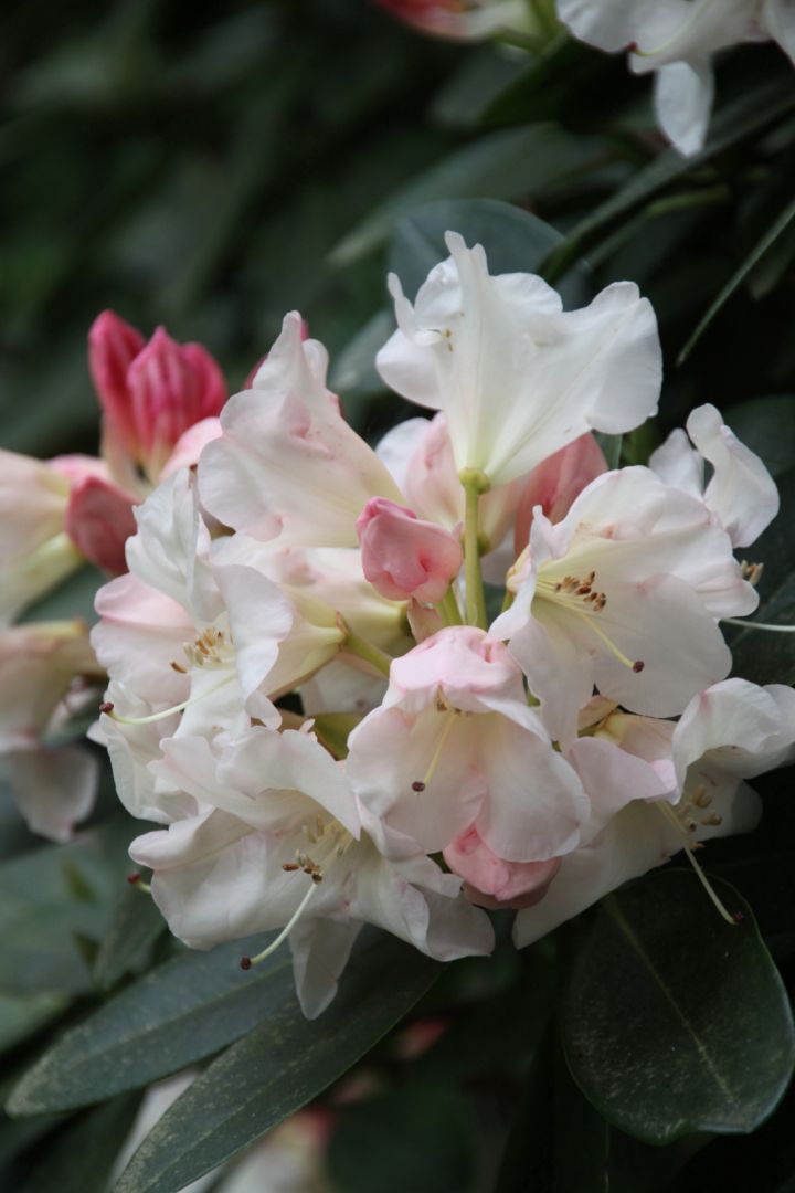Rhododendron 'Unique' - Rododendron | De Tuinen van Appeltern