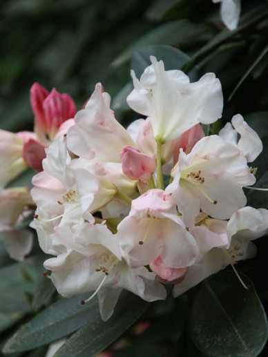 Rhododendron 'Unique' - Rododendron | De Tuinen van Appeltern