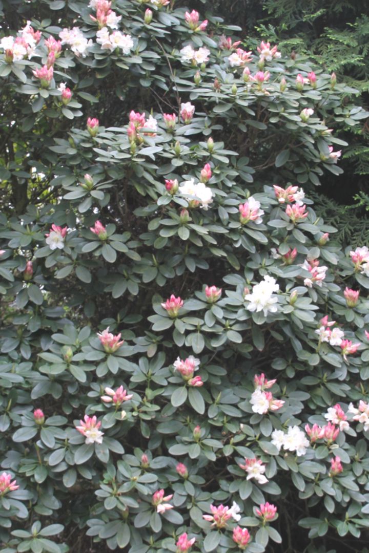 Rhododendron 'Unique' - Rododendron | De Tuinen van Appeltern