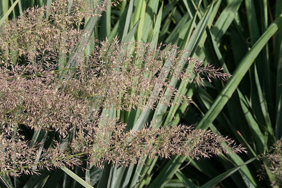 Calamagrostis brachytricha - Diamantgras | De Tuinen van Appeltern
