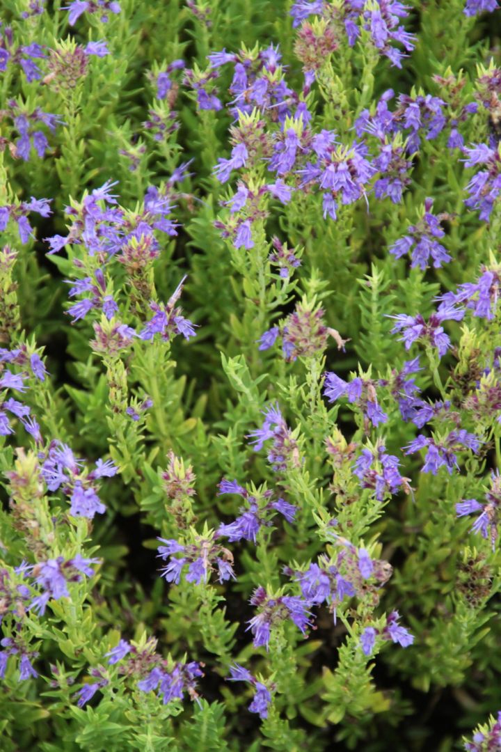 Hyssopus officinalis - Hysop | De Tuinen van Appeltern