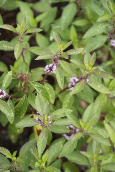 Mentha piperata - Japanse munt, mint, pepermunt | De Tuinen van Appeltern