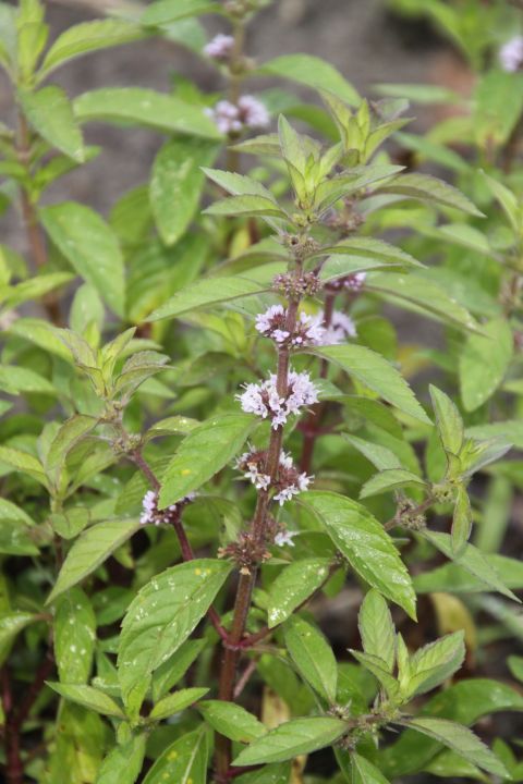 Mentha piperata - Japanse munt, mint, pepermunt | De Tuinen van Appeltern