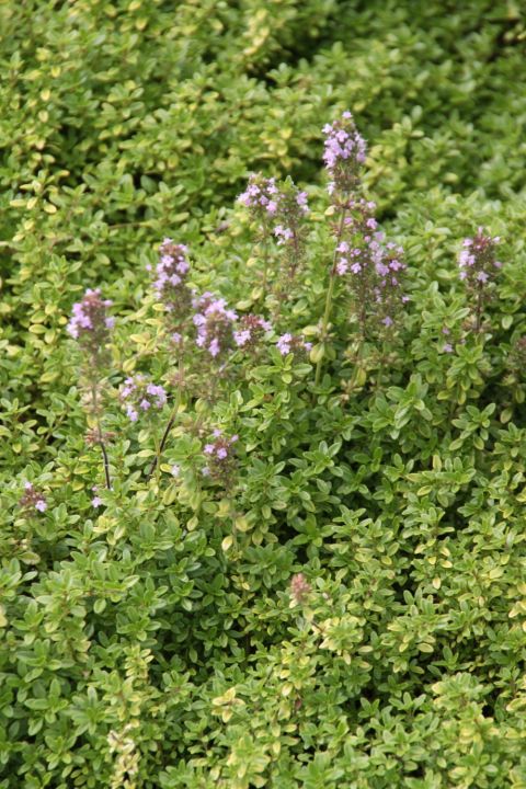 Thymus citriodorus - Citroentijm | De Tuinen van Appeltern