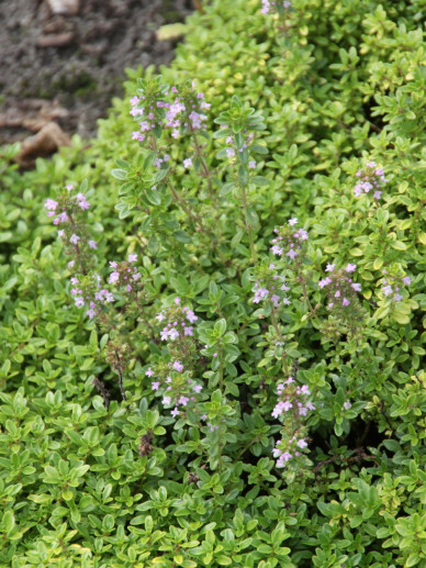 Thymus citriodorus - Citroentijm | De Tuinen van Appeltern