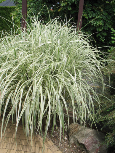 Glyceria maxima 'Variegata' - Bont liesgras | De Tuinen van Appeltern