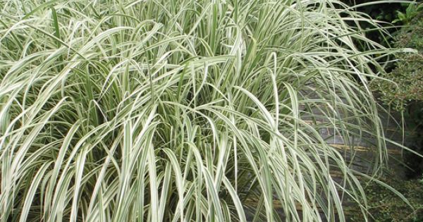 Glyceria maxima 'Variegata' - Bont liesgras | De Tuinen van Appeltern