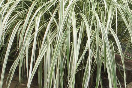 Glyceria maxima 'Variegata' - Bont liesgras | De Tuinen van Appeltern