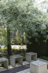 Pyrus salicifolia 'Pendula' - Wilgbladige peer | De Tuinen van Appeltern