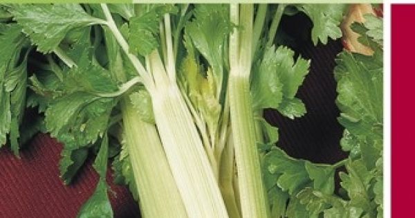 Bleekselderij Goudgele Zelfblekende (zaad Bleekselderie) | De Tuinen ...