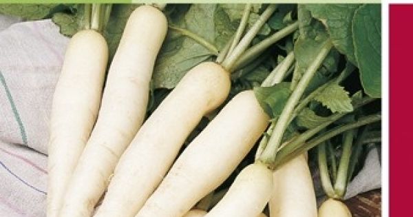 Radijs Ijskegel (lange witte radijs, zaad) | De Tuinen van Appeltern