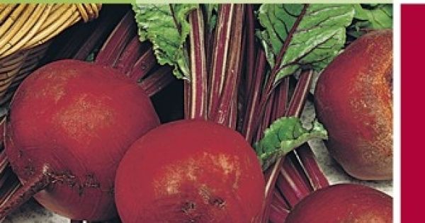 Rode Biet Detroit (zaad bietenkroot) | De Tuinen van Appeltern