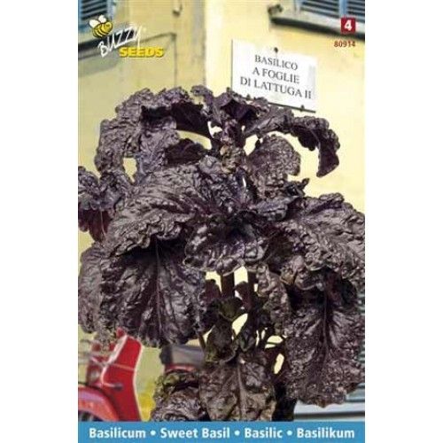 Basilicum a Foglia Violetta di Lattuga (slabladige violet paarse ...