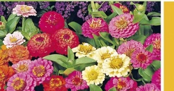 Zinnia elegans Thumbelina (zaad lage mini Zinnia mengsel met ...