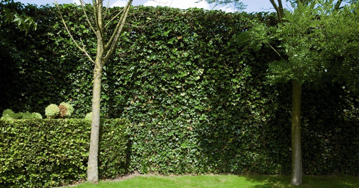 Neem een haag in plaats van een schutting! | De Tuinen van Appeltern