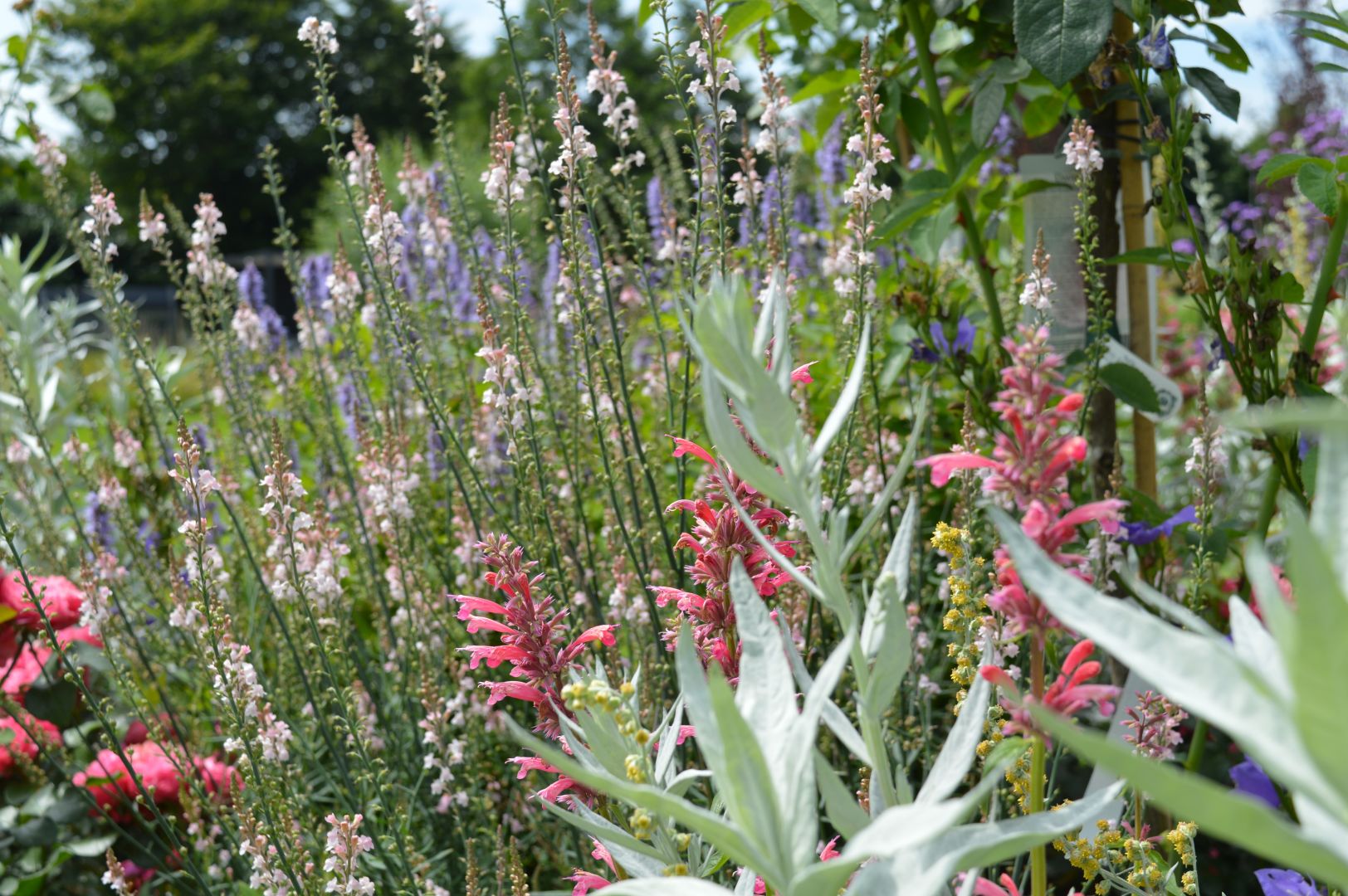 Engelse border met rozen | De Tuinen van Appeltern