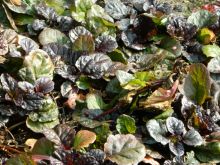 Ajuga reptans ´Chocolate Chip´ - Kruipend zenegroen | De Tuinen van ...