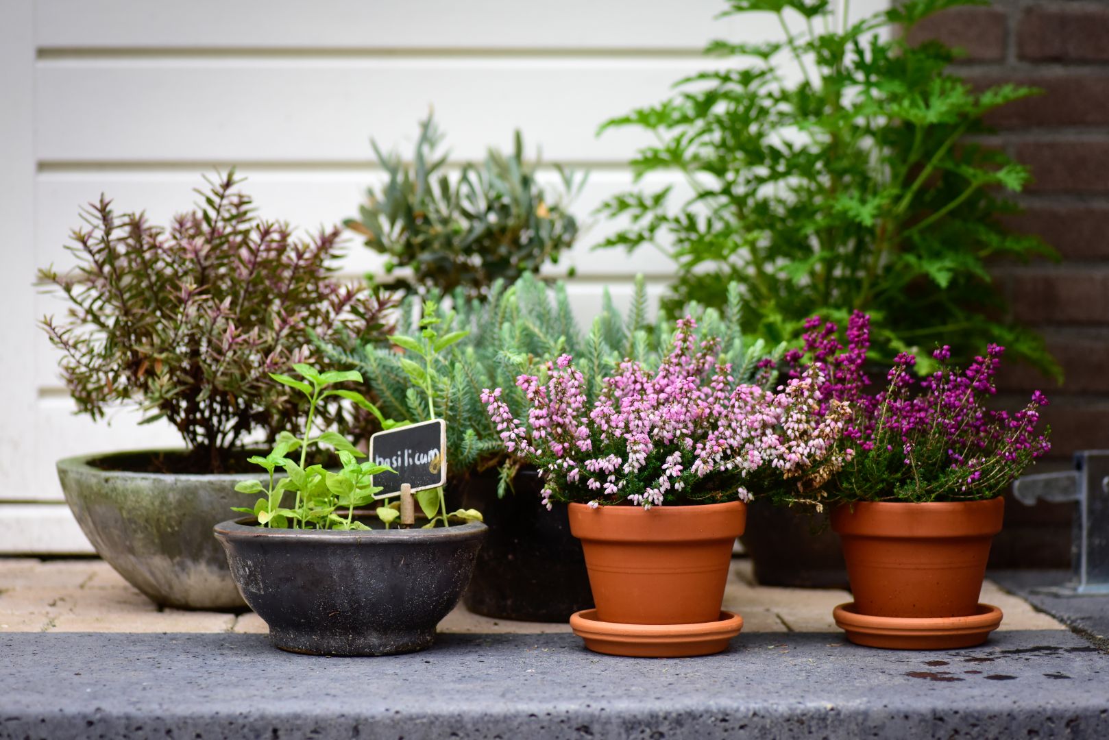 Urban Jungle tuin | De Tuinen van Appeltern