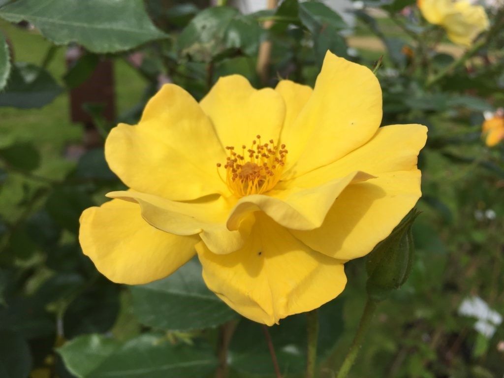 Rosa 'Yellow Fleurette' (Roos, Heesterroos) | De Tuinen van Appeltern