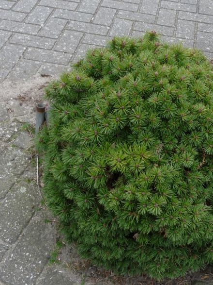Pinus mugo 'Minimops' - Pijnboom, dwergden | De Tuinen van Appeltern