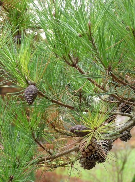 Pinus densiflora 'Umbraculifera' - Parasolden | De Tuinen van Appeltern