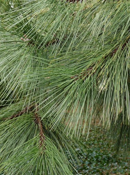 Pinus mugo 'Sherwood Compact'- Pijnboom, dwergden | De Tuinen van Appeltern