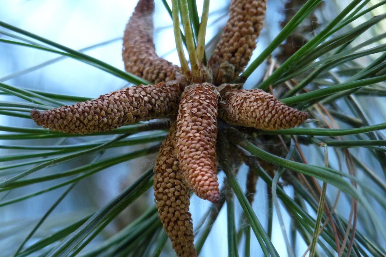 Pinus jeffreyi (Pijnboom) | De Tuinen van Appeltern