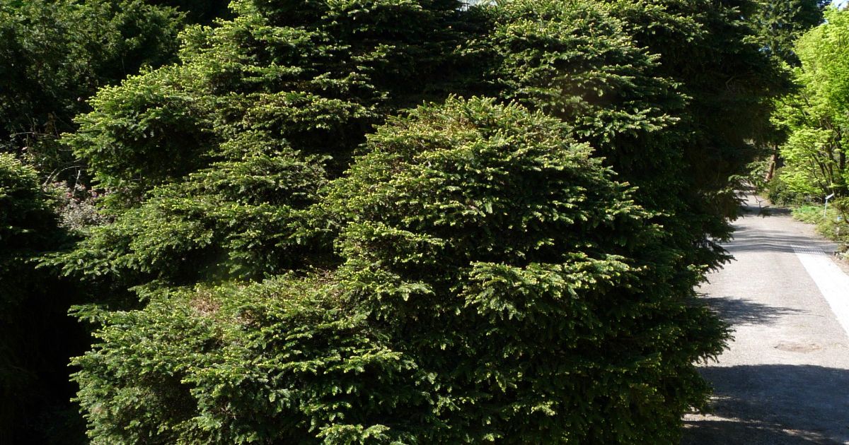 Picea abies 'Procumbens' (Bolvormige fijnspar) | De Tuinen van Appeltern