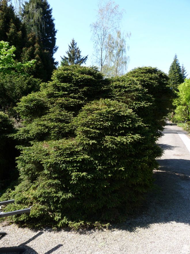 Picea abies 'Procumbens' (Bolvormige fijnspar) | De Tuinen van Appeltern