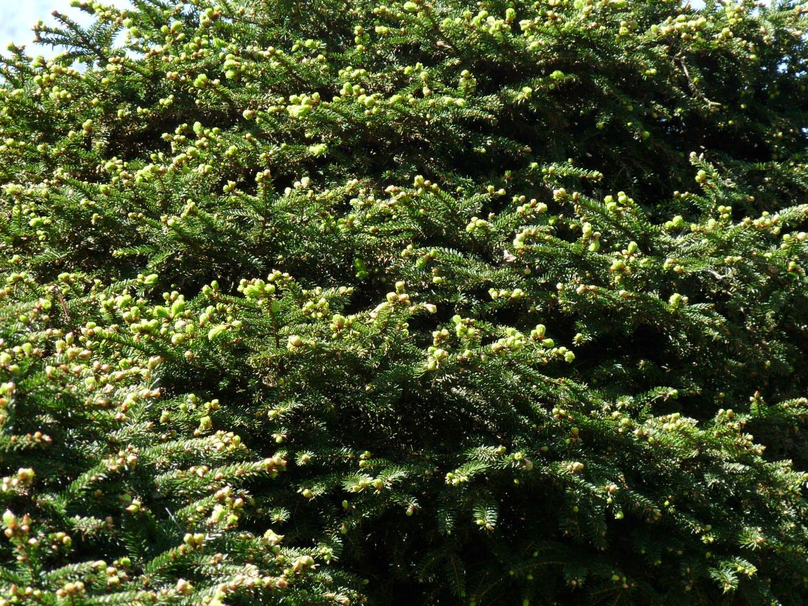 Picea abies 'Procumbens' (Bolvormige fijnspar) | De Tuinen van Appeltern