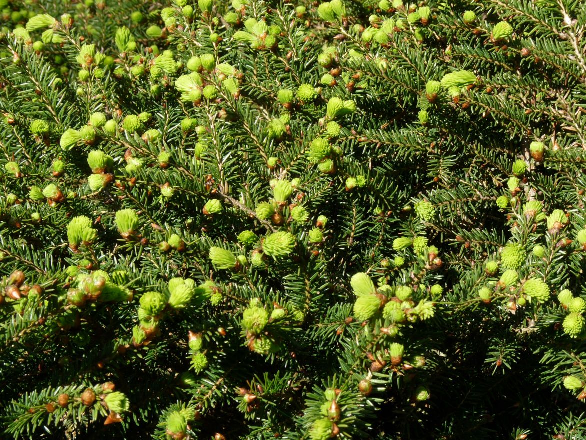 Picea abies 'Procumbens' (Bolvormige fijnspar) | De Tuinen van Appeltern