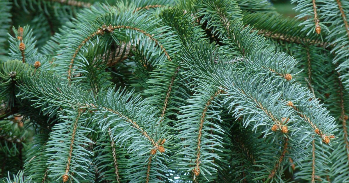 Picea meyeri (Meyer's spar, Chinese spar) | De Tuinen van Appeltern